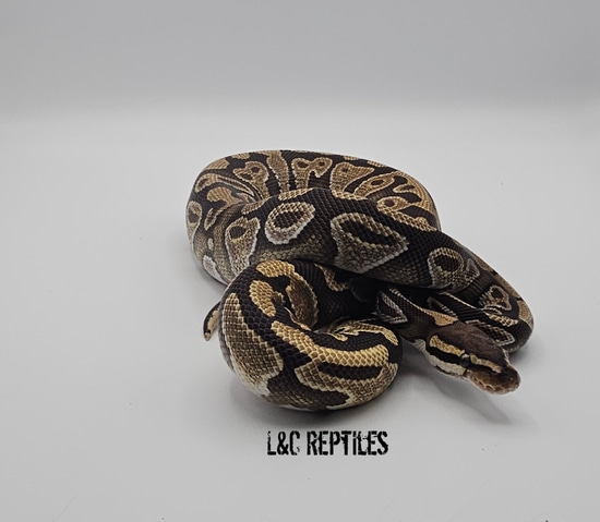 Enchi Dh Hypo Clown Ball Python by L&C Reptiles
