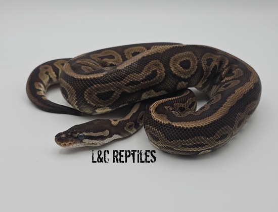Gargoyle Redstripe Ball Python by L&C Reptiles