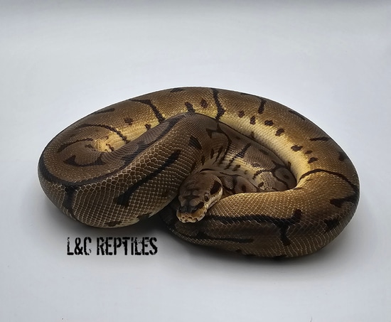 Leopard Spider Clown Ball Python by L&C Reptiles
