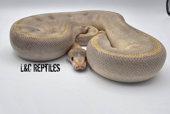Ghost Champagne Ball Python by L&C Reptiles