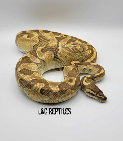 *PROVEN* Enchi Lesser Ball Python by L&C Reptiles