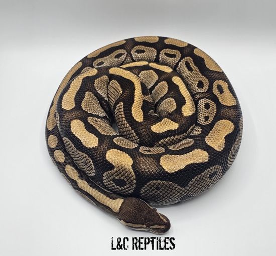 Butter Het Albino Ball Python by L&C Reptiles