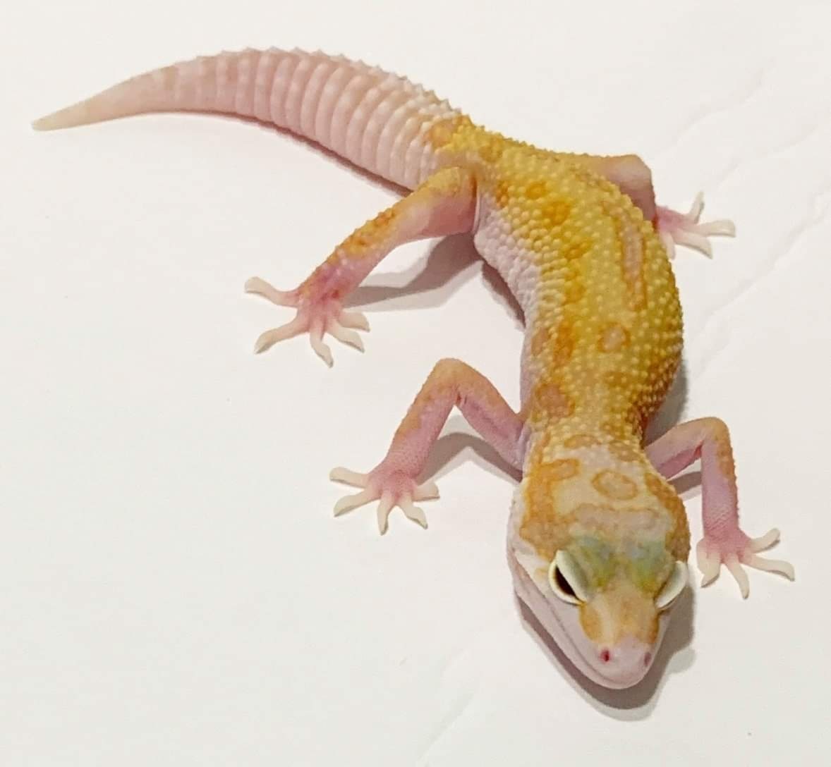WY Raptor Leopard Gecko by Wired2Geckos - MorphMarket