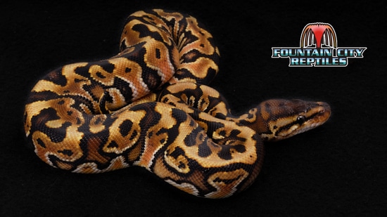 Hidden Gene Woma, Yellow Belly 100% Het Clown Ball Python by Fountain ...