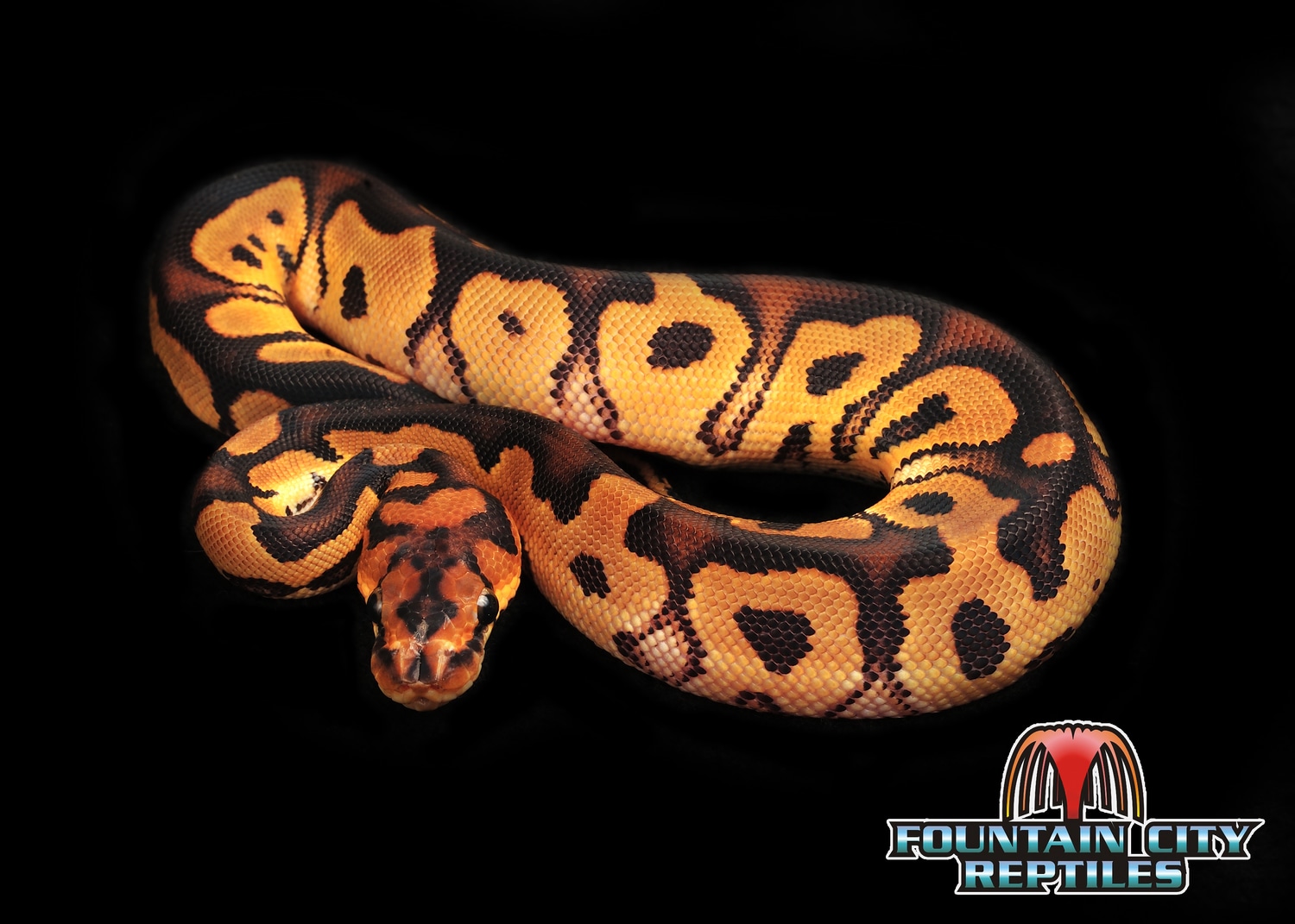 Red Stripe Clown Ball Python by Fountain City Reptiles - MorphMarket