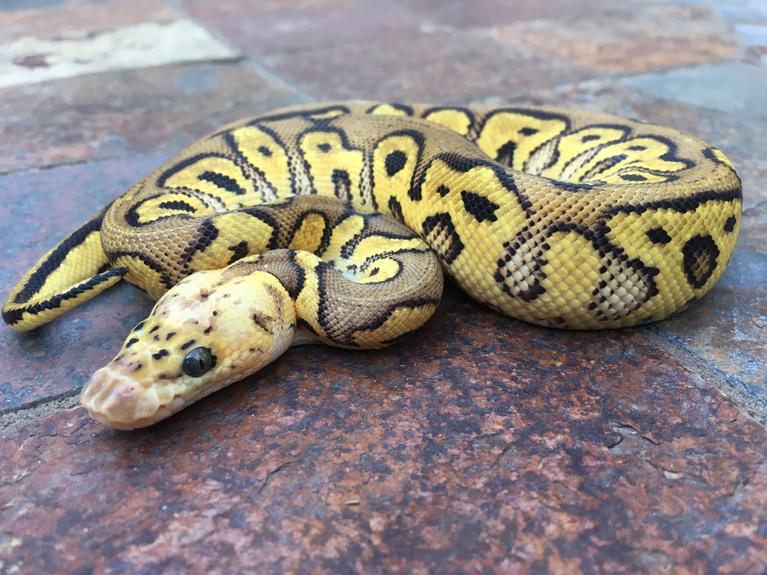Firefly Clown Ball Python by Fountain City Reptiles - MorphMarket