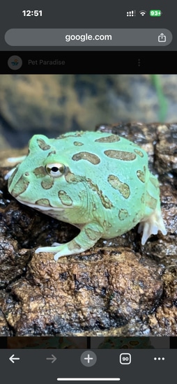 Blue Samurai Pacman Frog by The Reptile Realm