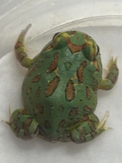 Blue Samurai Pac-Man Large Pacman Frog by The Reptile Realm