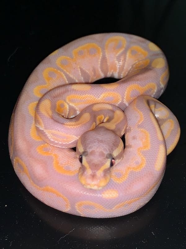 Coral Glow Black Pastel Het Piebald Ball Python by Cactus Critter ...