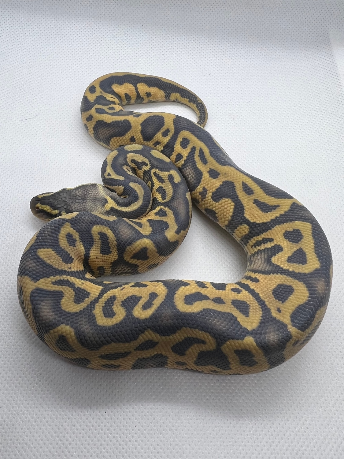 Hypo Pastel Lesser Leopard Ball Python by Cactus Critter Reptiles ...