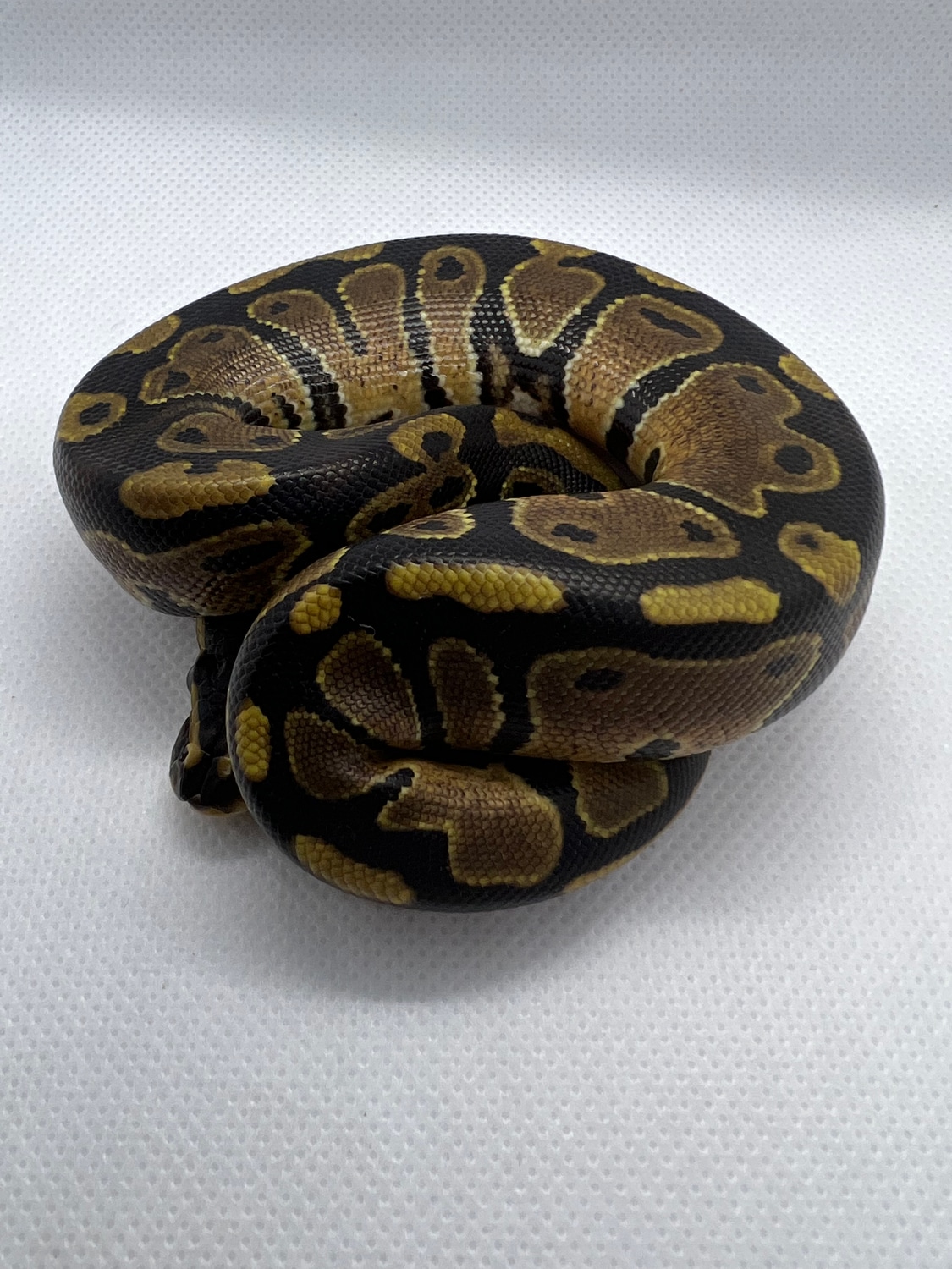 Normal 50% Het Pied Ball Python by Cactus Critter Reptiles - MorphMarket