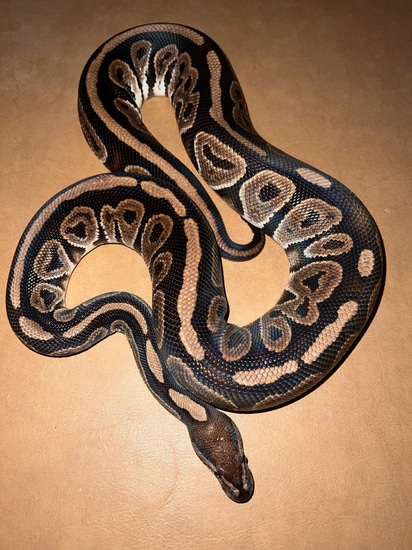 Black Pastel Ball Python by Cactus Critter Reptiles