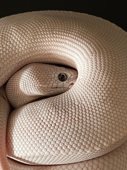 Blue Eyed Lucy Ball Python by Cactus Critter Reptiles