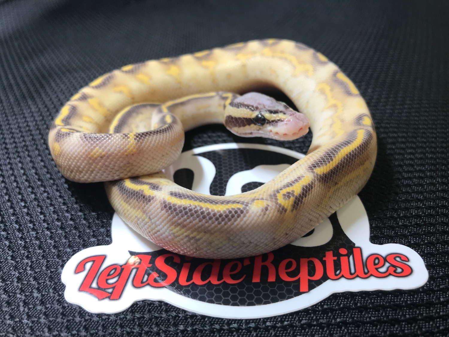 Pastel Highway Poss Orange Dream Ball Python by Leftside Reptiles ...