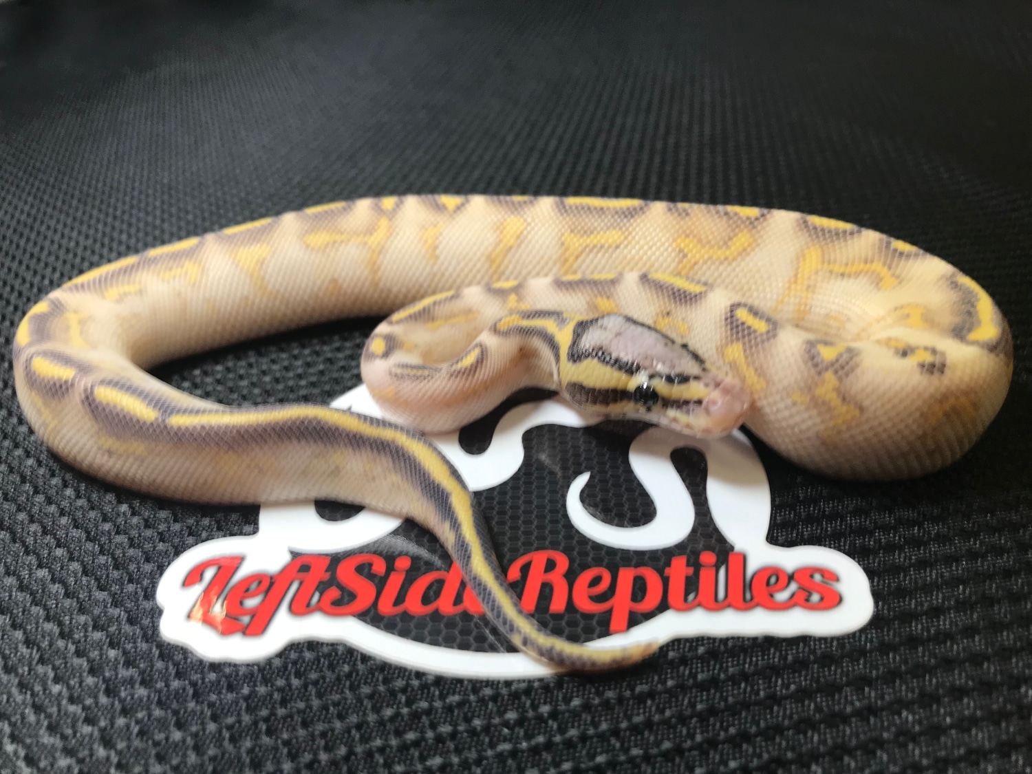 Pastel Highway Poss Orange Dream Ball Python by Leftside Reptiles ...