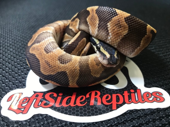 Ghi Cinnamon Enchi Ball Python by Leftside Reptiles