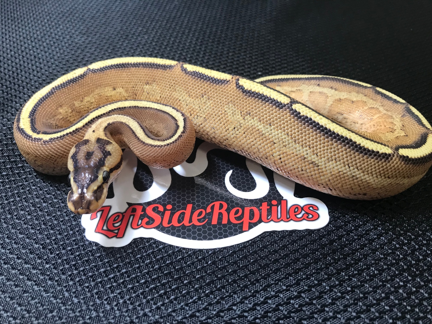 Superstripe Ball Python by Leftside Reptiles - MorphMarket