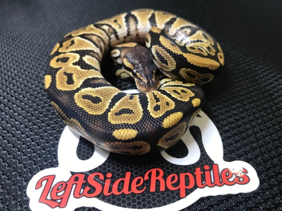 Bongo Ball Python by Leftside Reptiles