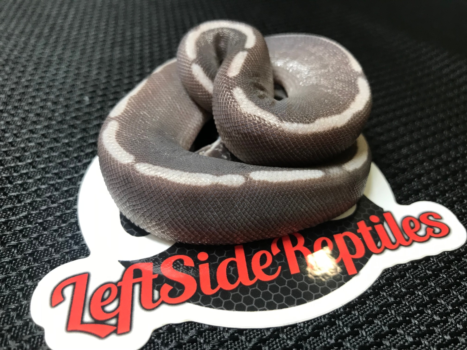 Super Ghi Cinnamon Mojave Ball Python by Leftside Reptiles - MorphMarket