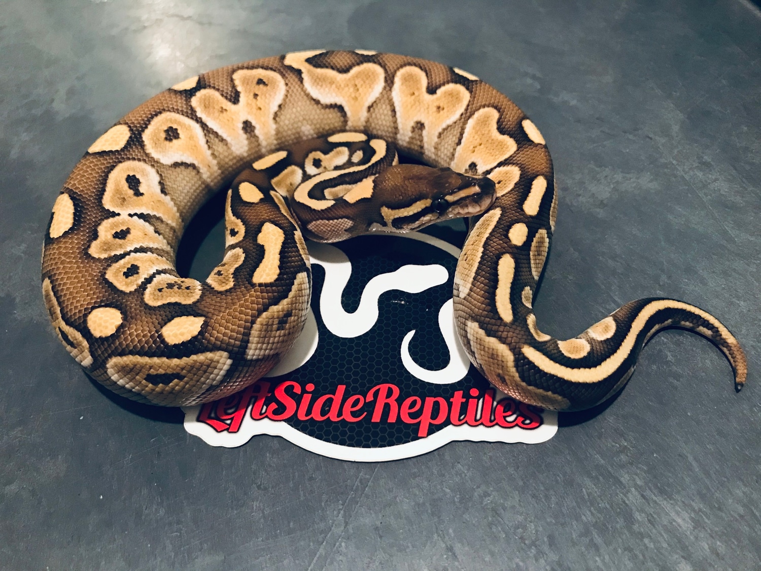 Lesser Pos Redstripe Ball Python by Leftside Reptiles - MorphMarket