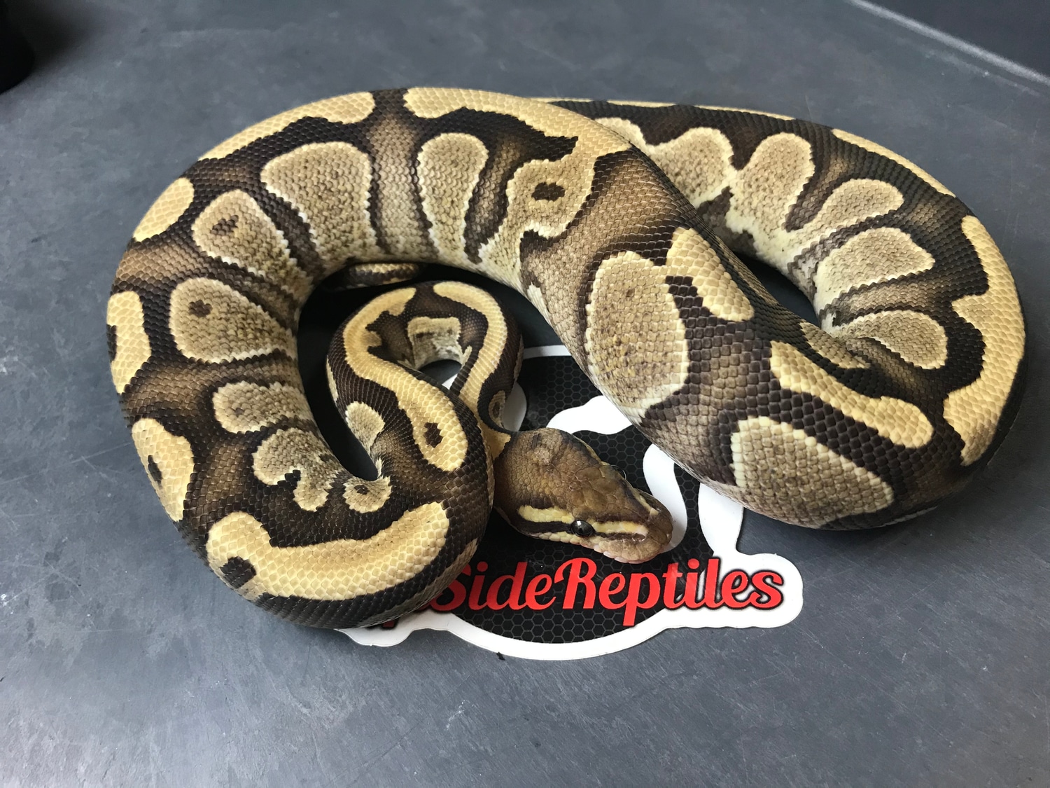 Mahogany Flame Pos Yellowbelly Ball Python by Leftside Reptiles ...