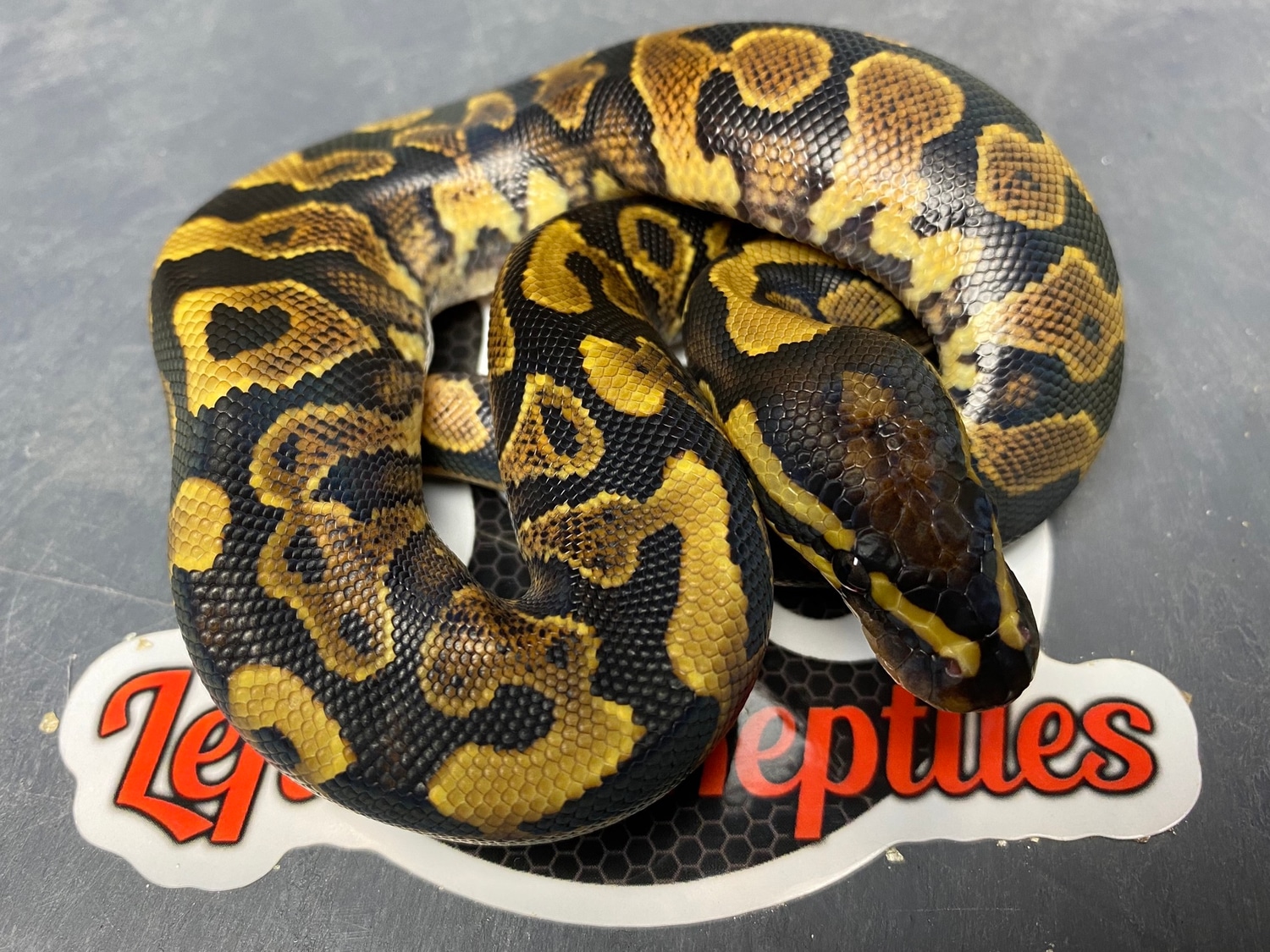 Yellowbelly Grim Ball Python by Leftside Reptiles - MorphMarket