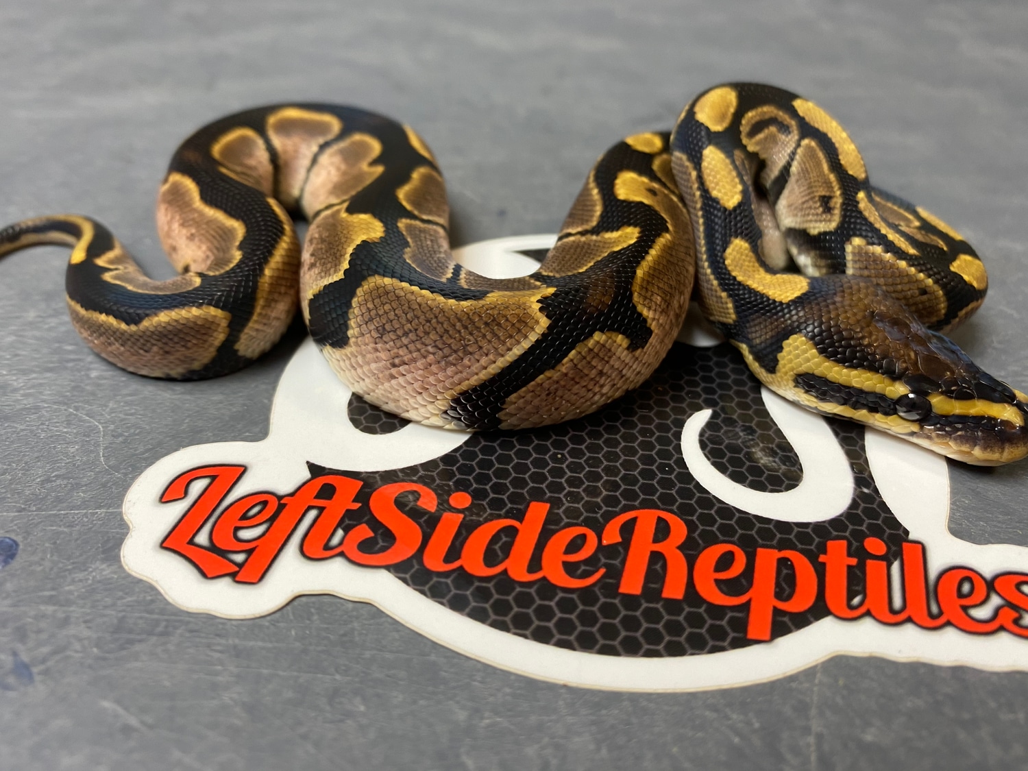 Sugar Ball Python by Leftside Reptiles - MorphMarket