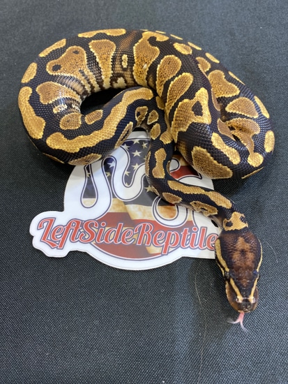 Grim Yb Ball Python by Leftside Reptiles