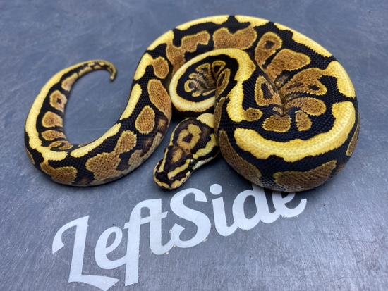 Spotnose Fire Yb Ball Python by Leftside Reptiles