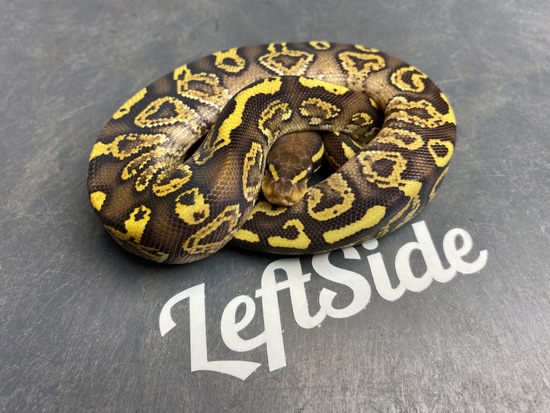 Blitz Mystic Ball Python by Leftside Reptiles
