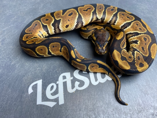 Possible Blitz Ball Python by Leftside Reptiles