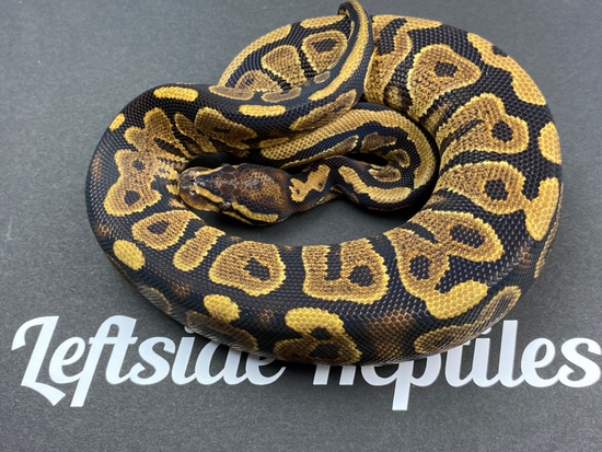 Grim Yb Ball Python by Leftside Reptiles