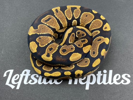 Yb Or Gravel Ball Python by Leftside Reptiles