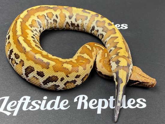 Matrix Blood Ph T- Blood Python by Leftside Reptiles