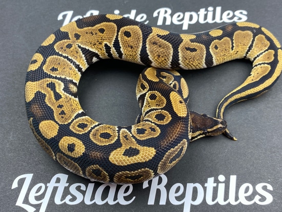 Grim Het Hypo Ball Python by Leftside Reptiles