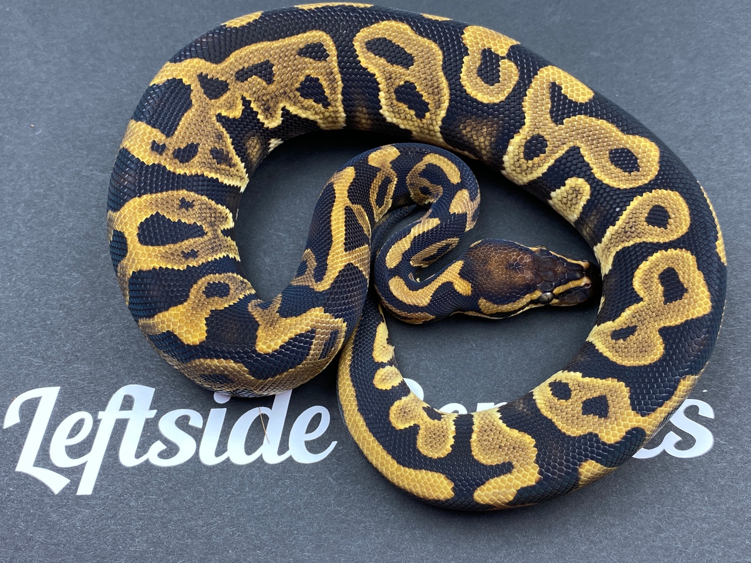 Leo Yb/gravel Ball Python by Leftside Reptiles - MorphMarket