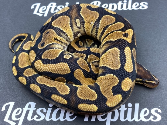Yellowbelly Pos Grim Ball Python by Leftside Reptiles