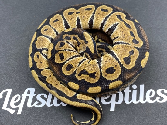 Grim Het Hypo Ball Python by Leftside Reptiles
