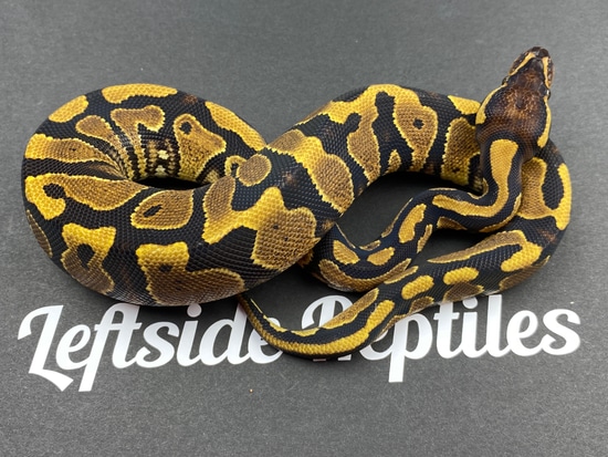 Yb Ph KRM Tristripe Ball Python by Leftside Reptiles