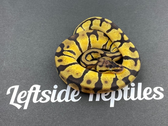 Pastel Enchi Leopard Het Candino Ball Python by Leftside Reptiles
