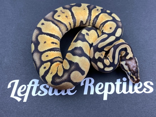 Pastel Enchi Ball Python by Leftside Reptiles