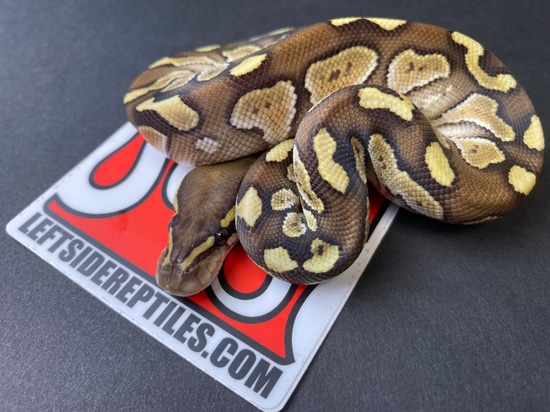 Lesser Blackhead Ball Python by Leftside Reptiles