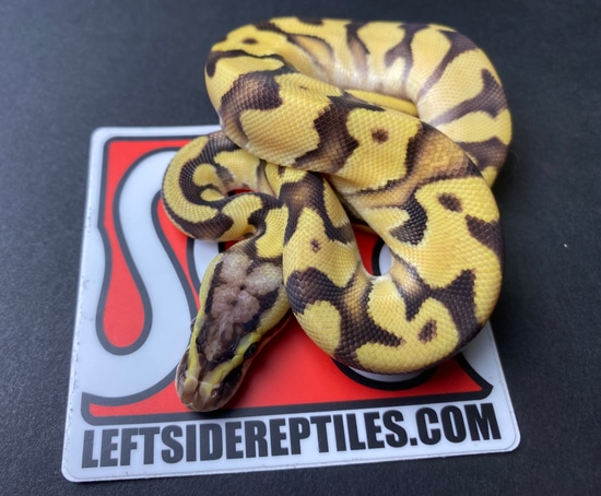 Pastel Od Enchi Yb Poss Fire Ball Python by Leftside Reptiles