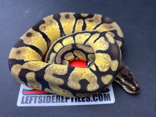 Pastel Leo Enchi Het Candino Ball Python by Leftside Reptiles
