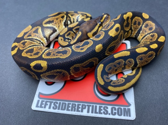 Grim Het Hypo Ball Python by Leftside Reptiles