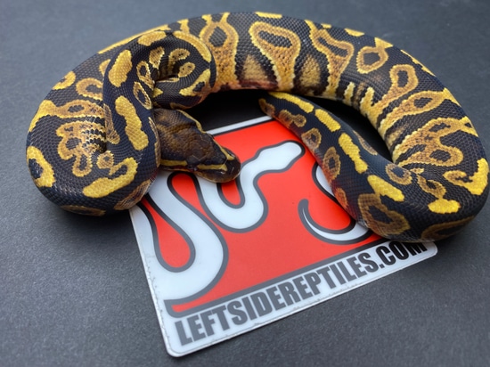 Grim Yb Het Hypo Ball Python by Leftside Reptiles
