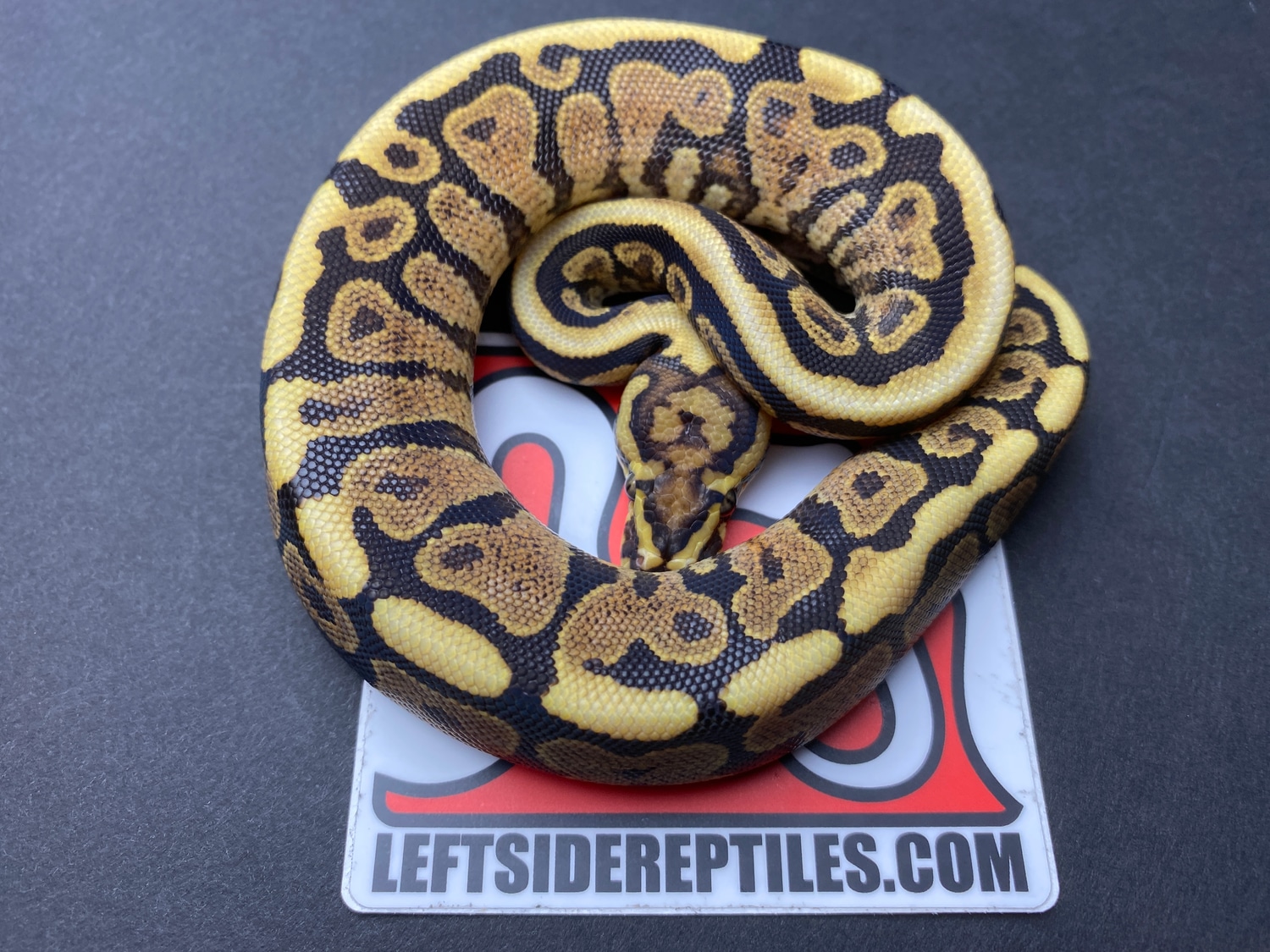 Fire Spotnose Ball Python by Leftside Reptiles - MorphMarket