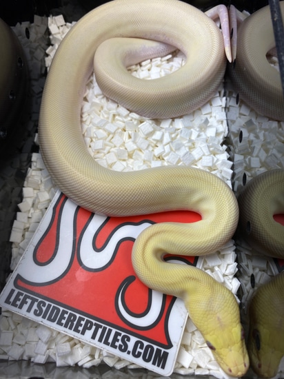 1.2 Super Hypo Albino Het Patternless Granite Burmese Python by ...