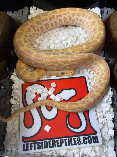 2.2 Hypo Albino Het Patternless Granite Burmese Python by Leftside Reptiles