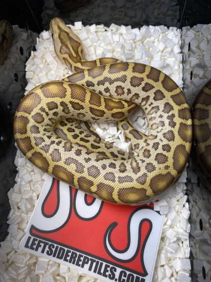 2.0 Hypo Het Albino Patternless Granite Burmese Python by Leftside Reptiles